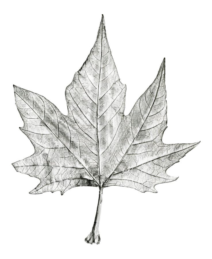 Sycamore Leaf Black Stock Illustrations – 250 Sycamore Leaf Black Stock ...