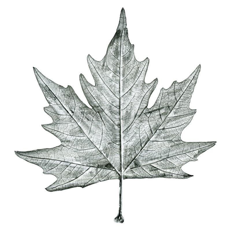 Sycamore Tree Leaf Hand Drawn, Black and White Lead Pencil Drawing ...