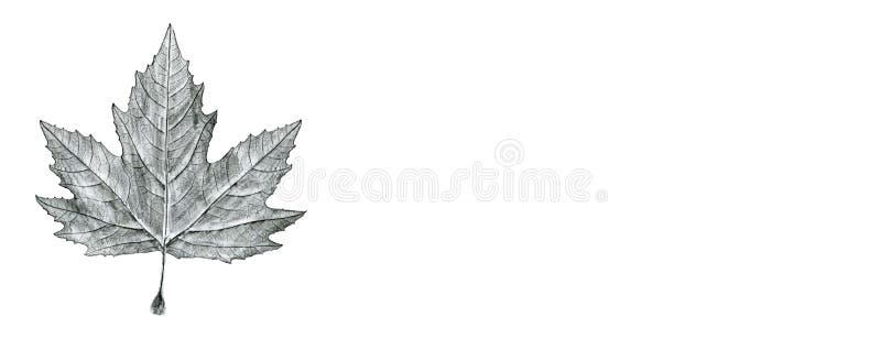 Sycamore Tree Leaf Hand Drawn, Black and White Lead Pencil Drawing ...