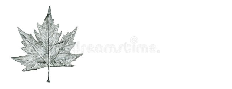 Sycamore Tree Leaf Hand Drawn, Black and White Lead Pencil Drawing ...
