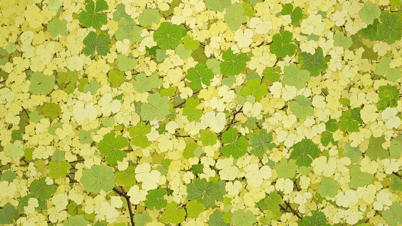 Sycamore Tree Leaves in Light Green and Yellow Creating a Soft Natural ...