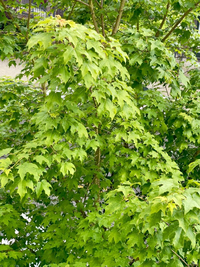 Sycamore Tree Leaves in the Springtime Sunshine Stock Photo - Image of ...