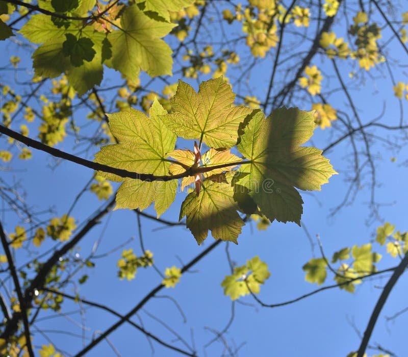 Sycamore Tree Leaves Viewed from Below Stock Image - Image of spring ...