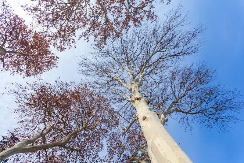 Sycamore Tree Leaves in Winter Against the Blue Sky Stock Photo - Image ...