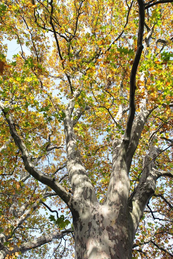 Sycamore tree old trunk stock image. Image of stem, tree - 102417545