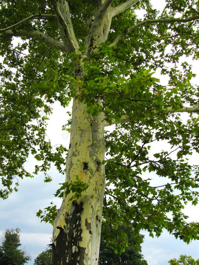 Sycamore tree stock photo. Image of sycamore, leaf, green - 253367838