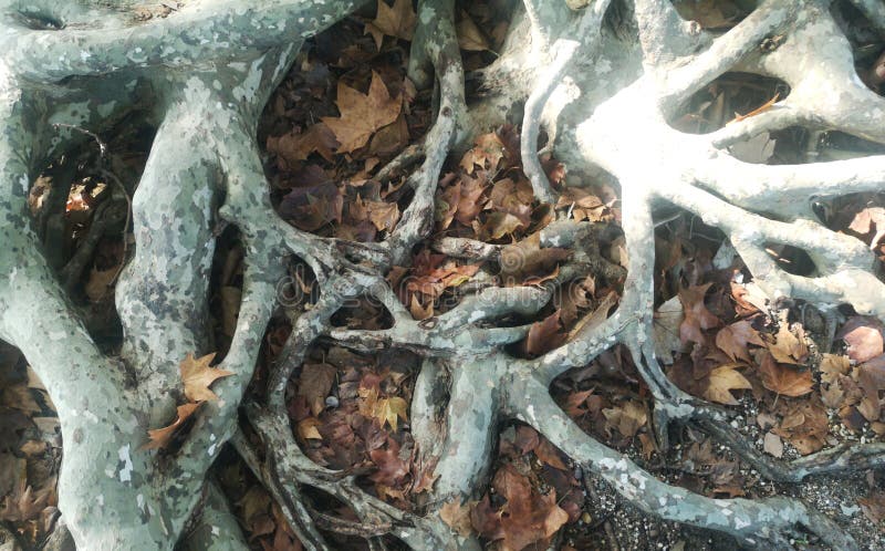 137 Sycamore Tree Roots Stock Photos - Free & Royalty-Free Stock Photos ...