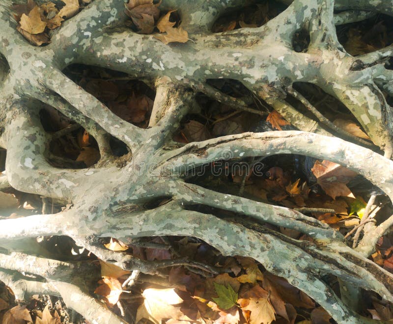 Sycamore Tree Roots Emerging from the Earth Earth Stock Image - Image ...
