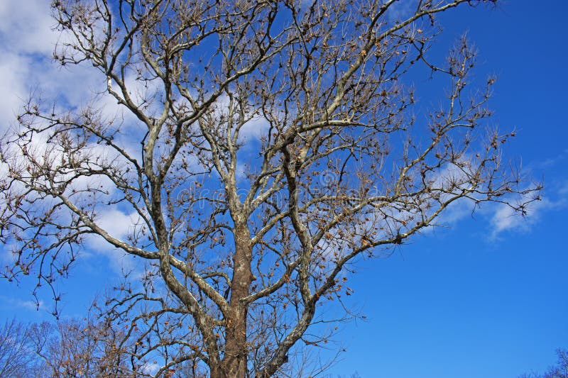 Sycamore Tree of Sudbury -01 Stock Photo - Image of sycamore, trunk ...