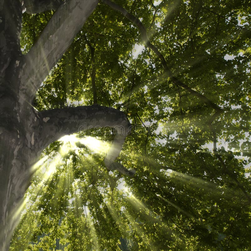 Tree with rays of light stock photo. Image of beams, divinity - 8185860