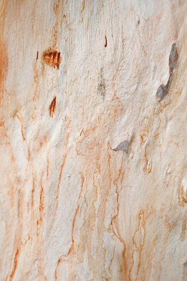 Sycamore tree texture stock image. Image of protection - 33593507