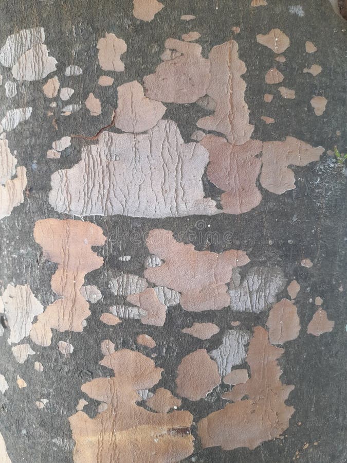 Sycamore Tree, Tree Bark, Natural Camouflage Pattern Stock Photo ...