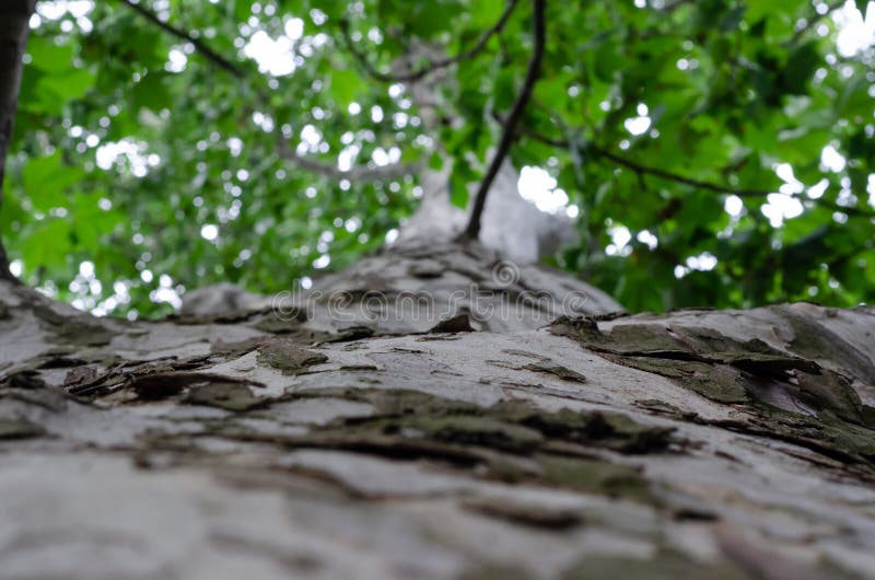 Sycamore Tree Trunk with Branches and Green Summer Leafage. Closeup of ...