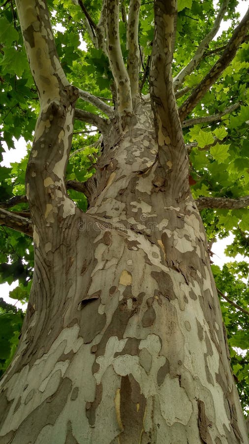 Sycamore tree_3 stock photo. Image of material, forest - 96925358