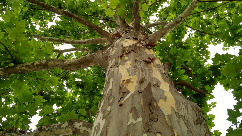 Sycamore Tree Alley Along The Embankment Of The Tiber River. Rome Stock ...