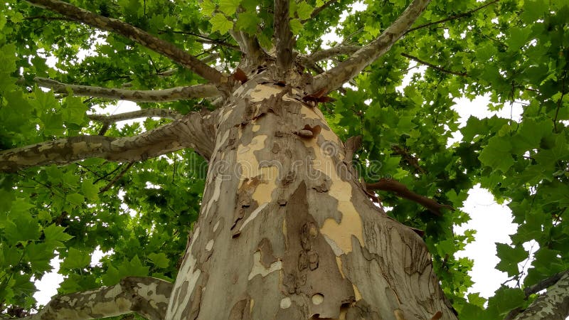Sycamore tree_2 stock photo. Image of leaf, canada, leafage - 96925538