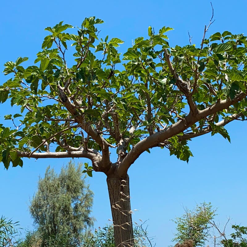 Sycamore Tree Israel Stock Photos - Free & Royalty-Free Stock Photos ...