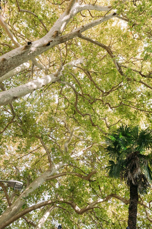 Sycamore Tree Trunk with Branches and Leafage Stock Image - Image of ...