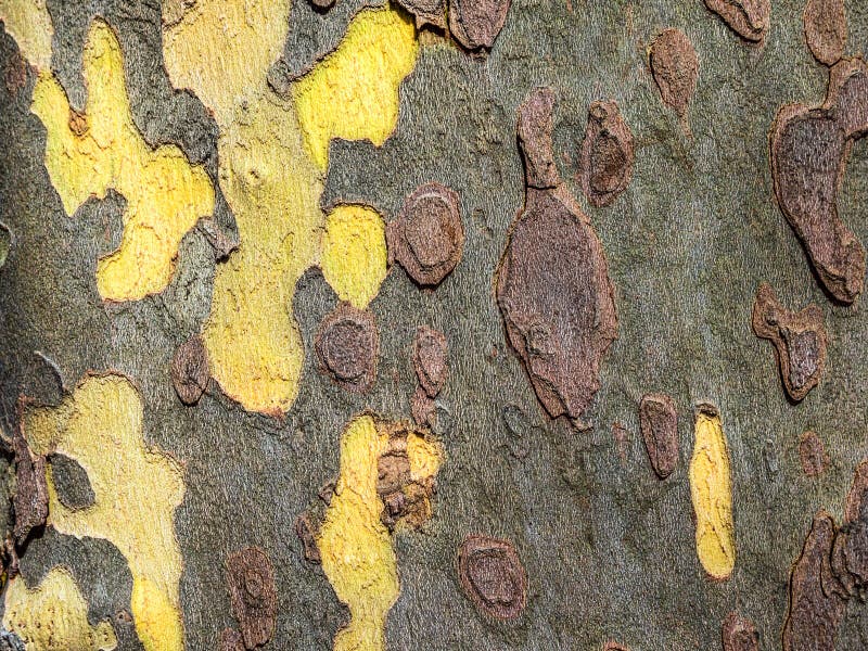 Sycamore tree trunk stock image. Image of platan, natural - 116074641