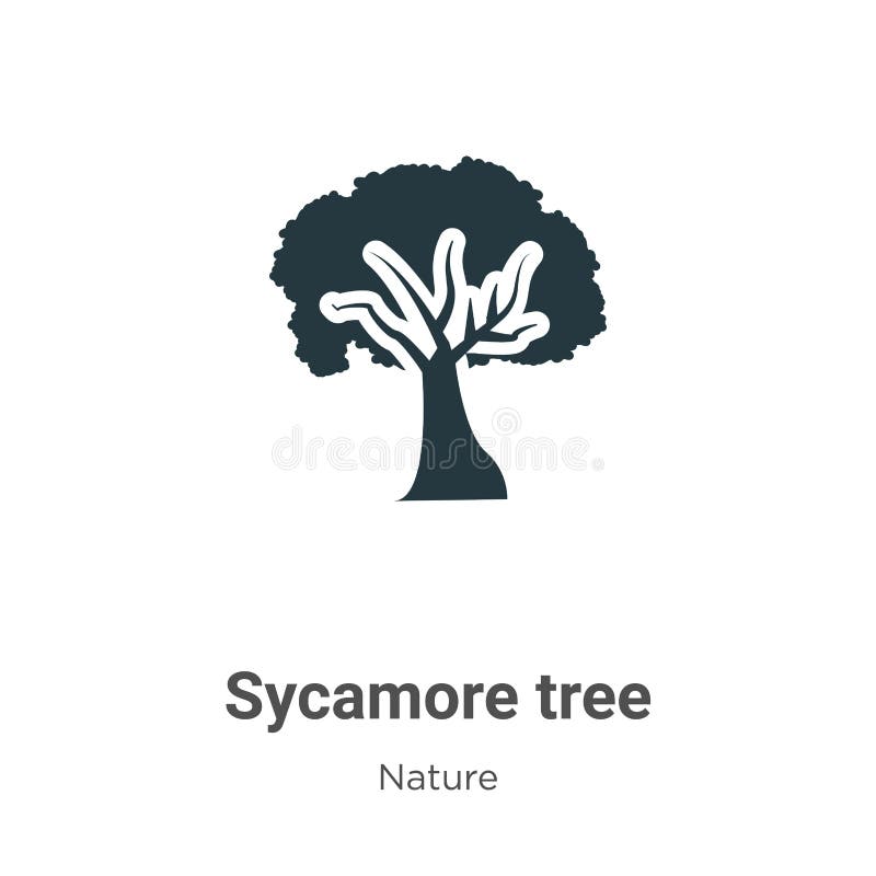 Sycamore Tree Vector Icon on White Background. Flat Vector Sycamore ...