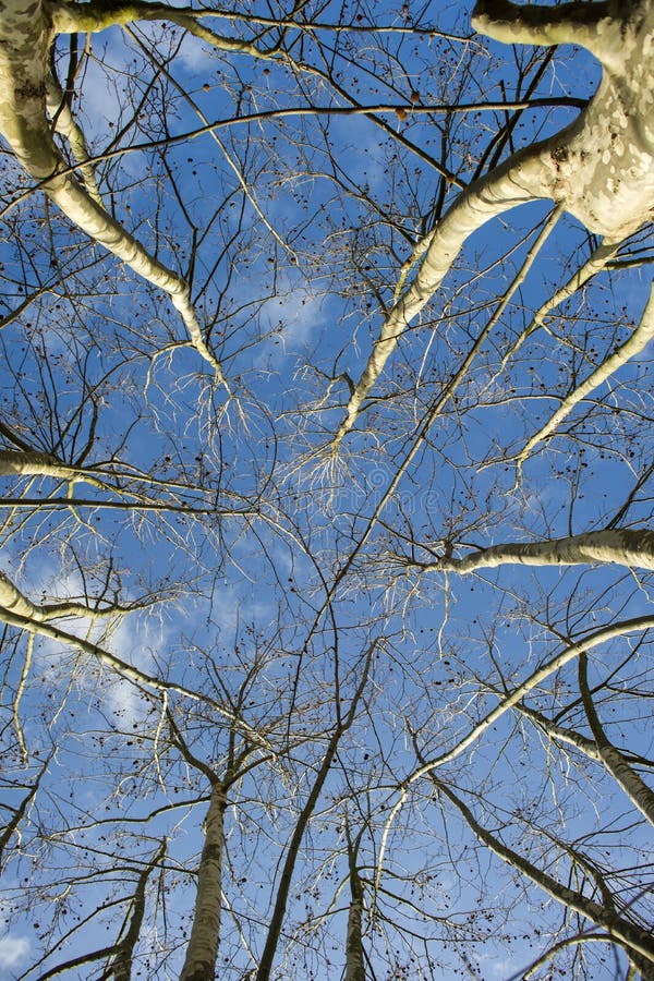 Sycamore tree in winter stock image. Image of bark, branch - 87554629