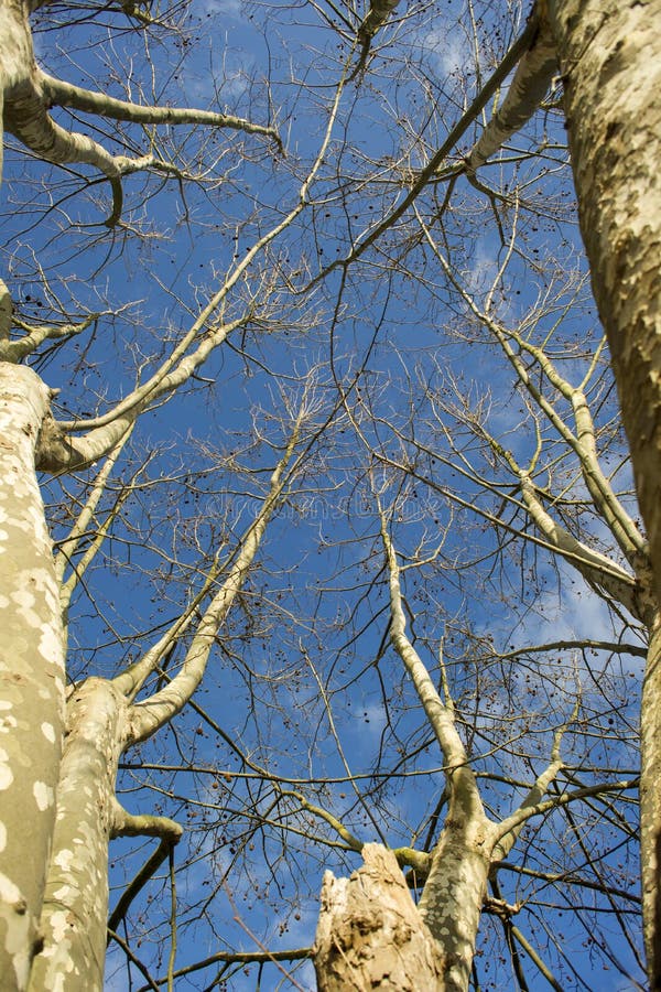 Sycamore tree in winter stock image. Image of bark, branch - 87554629