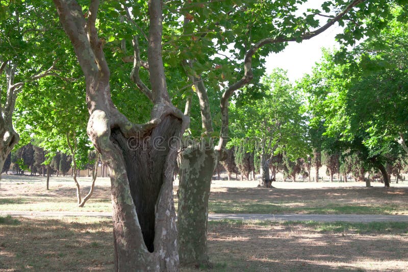 Sycamore Trunk and Branches Stock Photo - Image of trunk, plane: 21581028