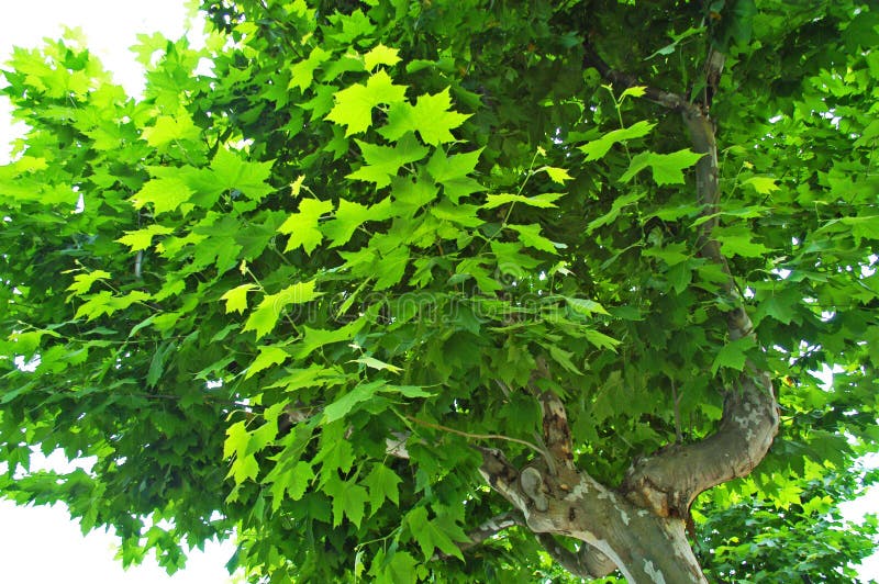 Alnus Nitida West Himalayan Alder Deciduous Tree of Himalayas Arkivfoto ...