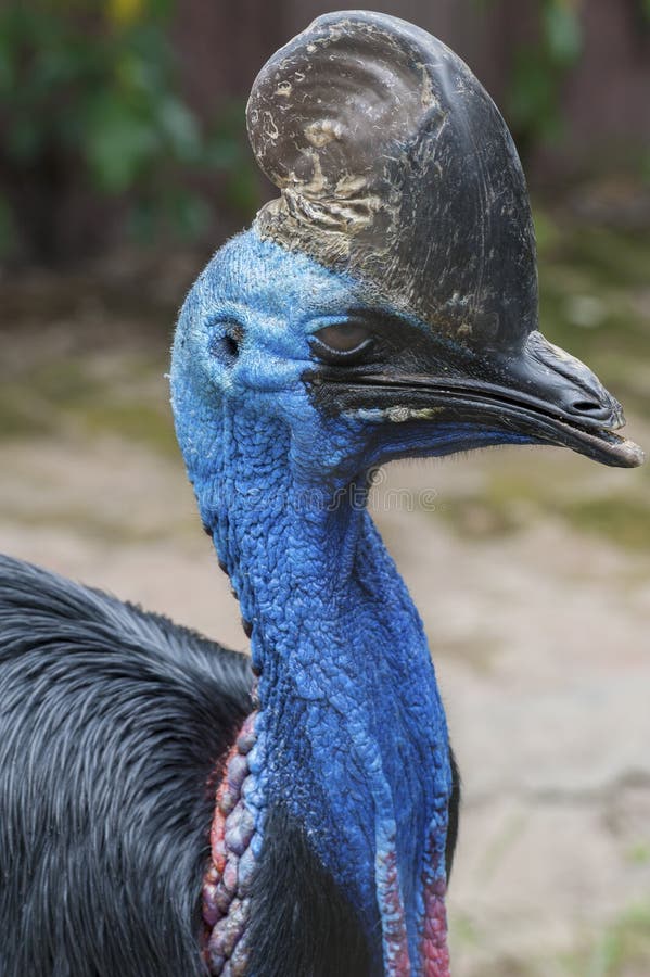 Sydlig cassowary fotografering för bildbyråer. Bild av farligt - 2981975