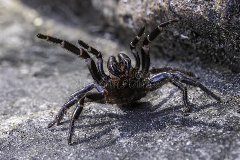 Sydney Funnel Web Spider stock photo. Image of sydney - 322971116
