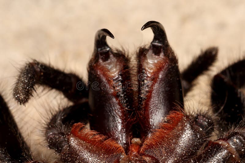 Sydney Funnel Web Spider stock image. Image of funnelweb - 267263569