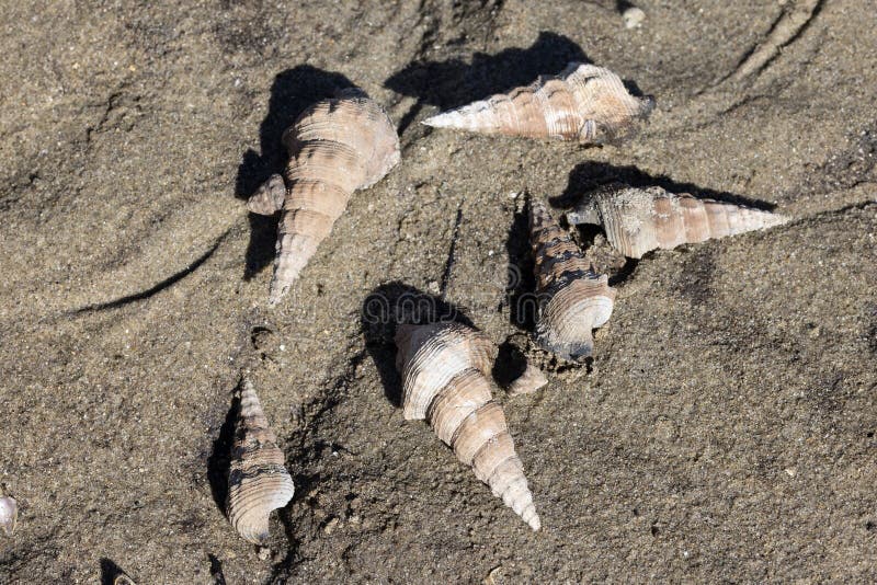 Mud Whelks Stock Photos - Free & Royalty-Free Stock Photos from Dreamstime
