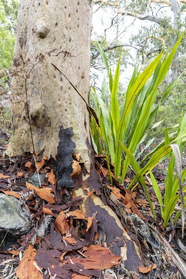 Sydney red Gum Tree stock photo. Image of australia - 353610184