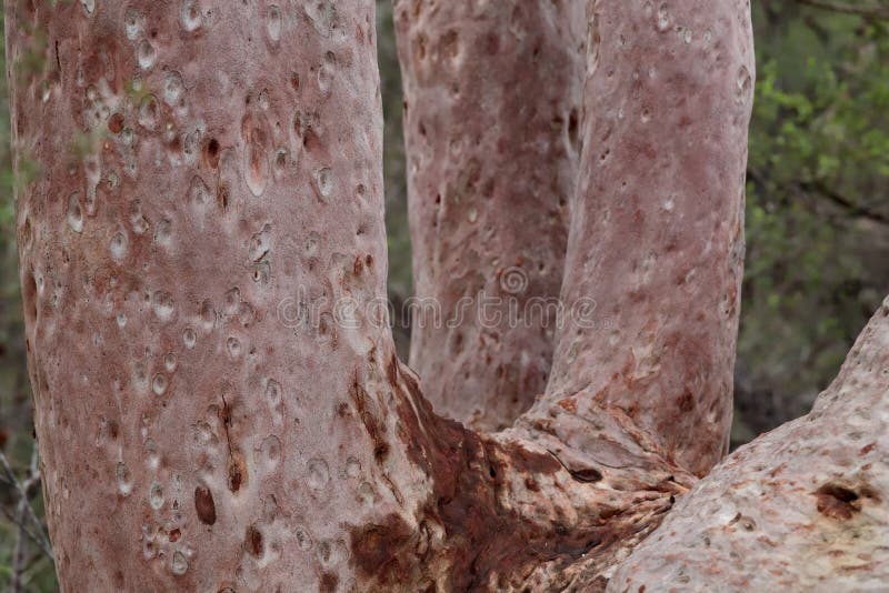 Sydney Red Gum Tree Australia Stock Photos - Free & Royalty-Free Stock ...