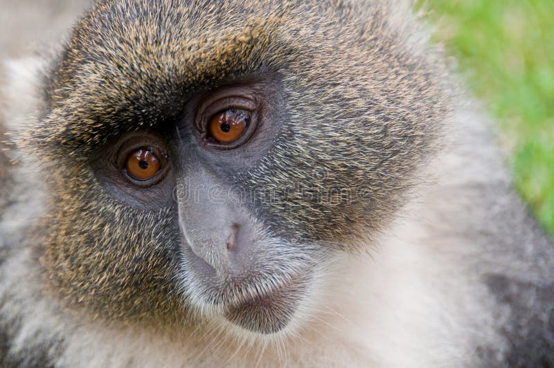 Sykes Monkey stock image. Image of monkey, world, samango - 18270183
