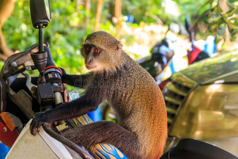Sykes` Monkey Cercopithecus Albogularis, Also Known As the White ...