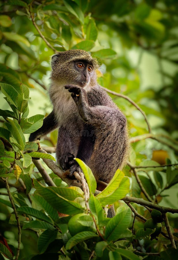 Samango (blue monkey) -9 stock image. Image of samango - 12366133