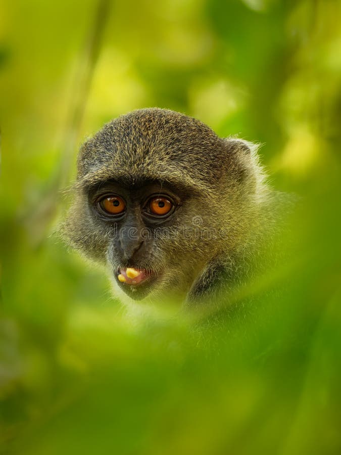 Samango (blue monkey) -9 stock image. Image of samango - 12366133