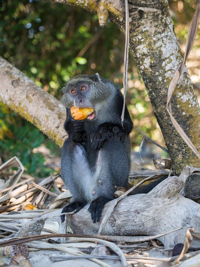 Sykes Samango Stock Photos - Free & Royalty-Free Stock Photos from ...