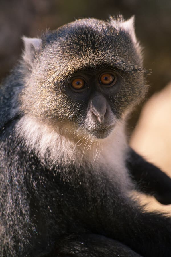 Sykes` Monkey, the White-throated Monkey, Samango Monkey. Exotic ...