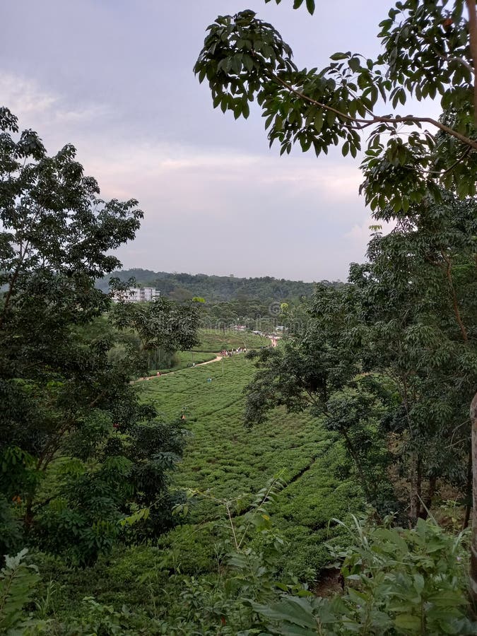 Sylhet tea Garden stock image. Image of sunlight, grass - 238894771
