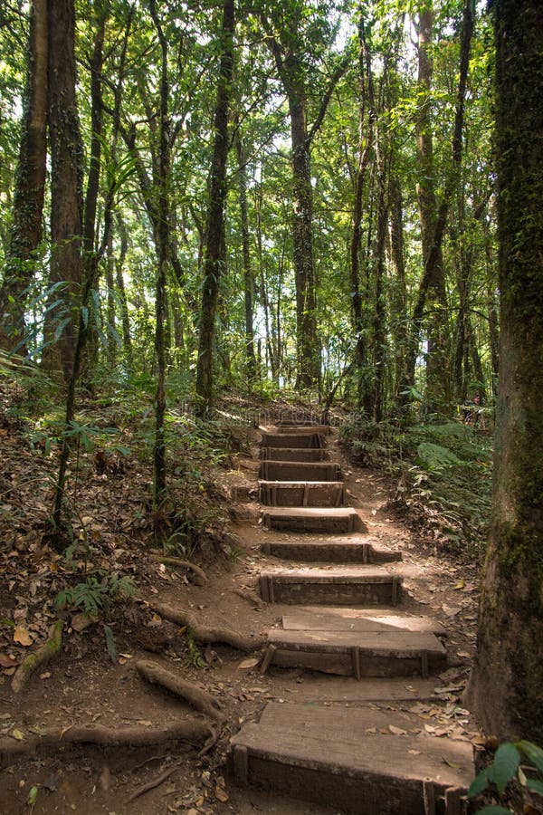 Sylvan way in the jungle stock photo. Image of green - 188191764