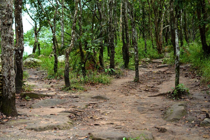 The sylvan way of jungle stock image. Image of highway - 59980373
