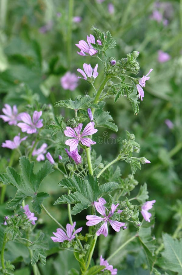 Malva Sylvestris Con La Flor De La Lila Imagen de archivo - Imagen de ...