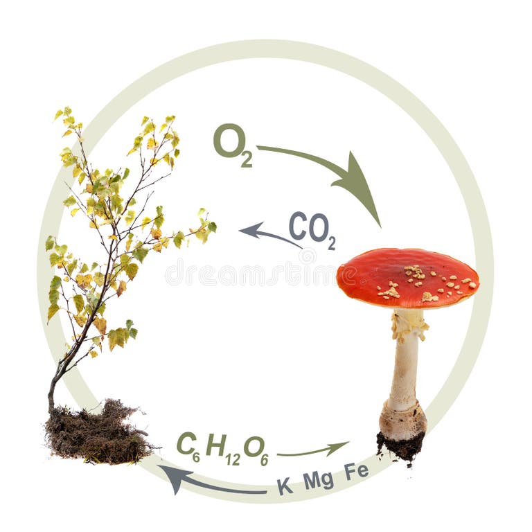 Symbiosis. stock image. Image of green, symbiosis, cooperation - 27123155