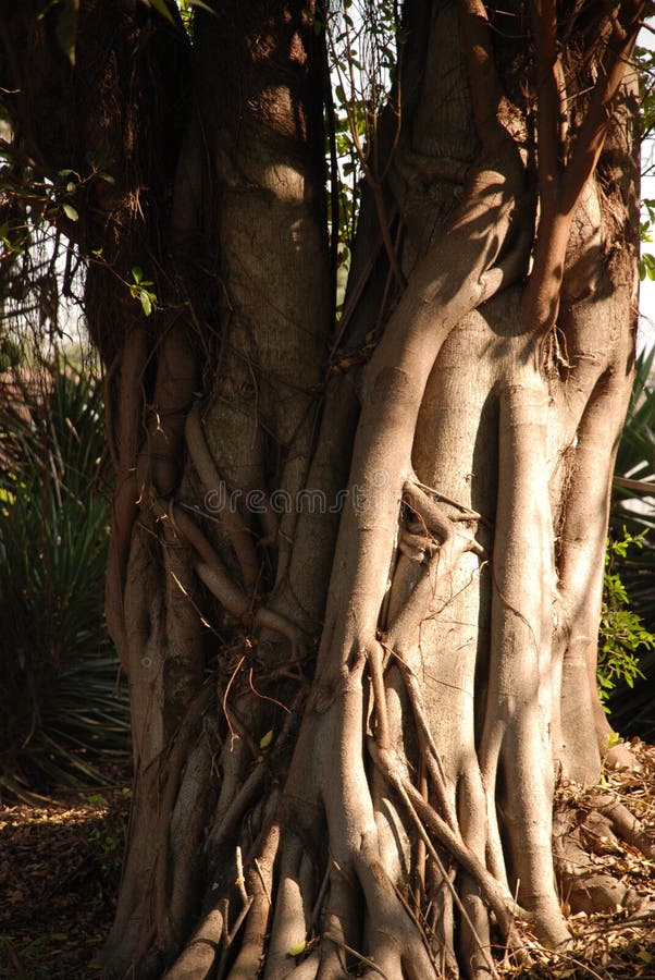 Twisted Symbiotic Climber on a Tree Stock Image - Image of sunlight ...