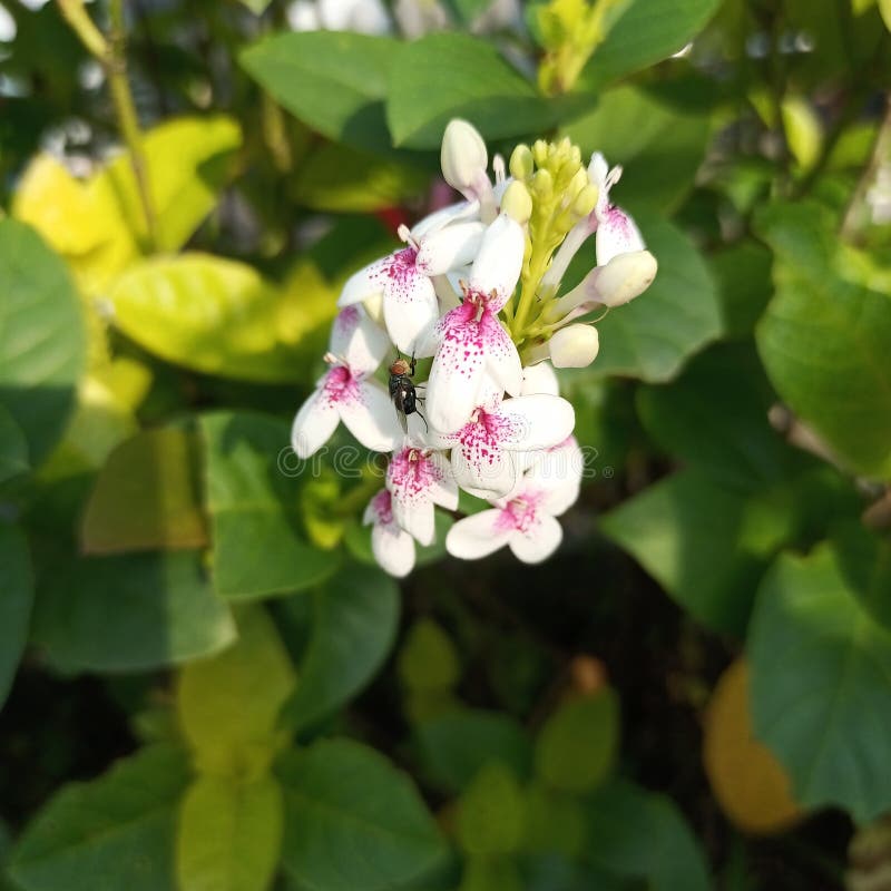 Symbiotic Mutualism of Flowers and Bees Stock Photo - Image of ...