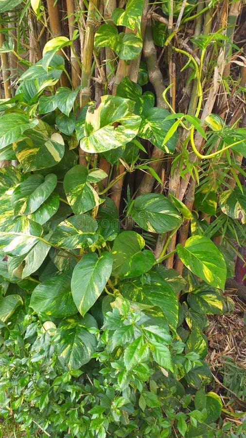 Symbiotic Mutualism of Leaves Attached To Bamboo Tree Trunks Stock ...