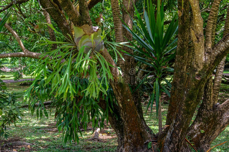 Symbiotic Relationship between Epiphytic Orchids and Trees, Mauritius ...