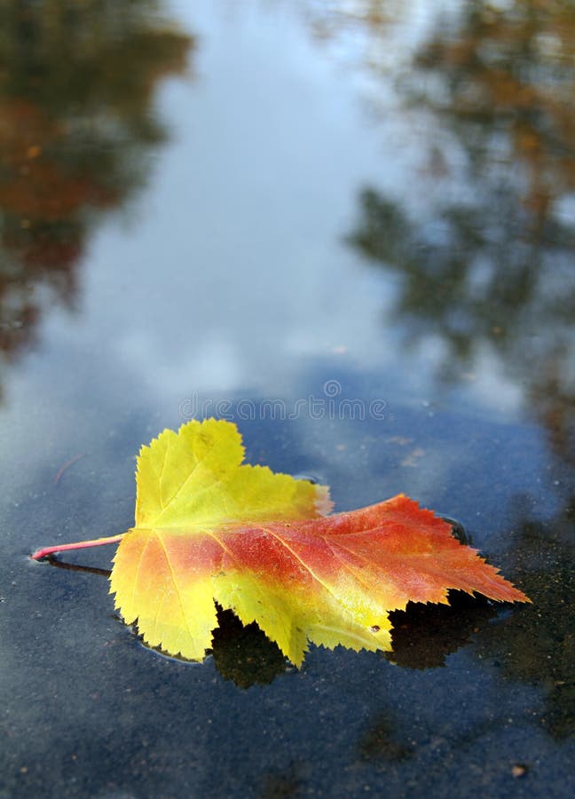 Symbol of autumn stock image. Image of outdoor, beauty - 21873751